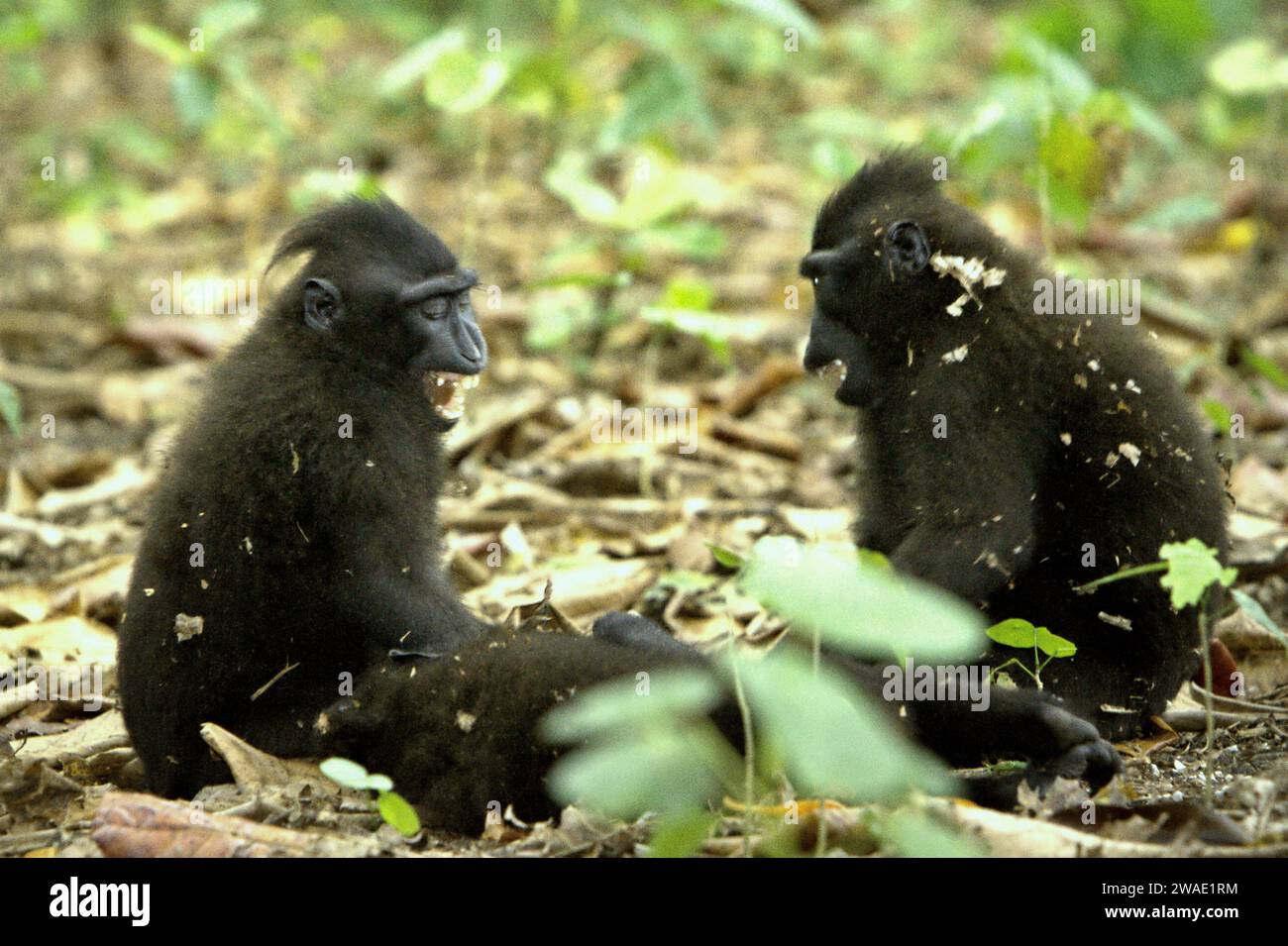 Juveniles of crested macaque (Macaca nigra) are photographed on the ...