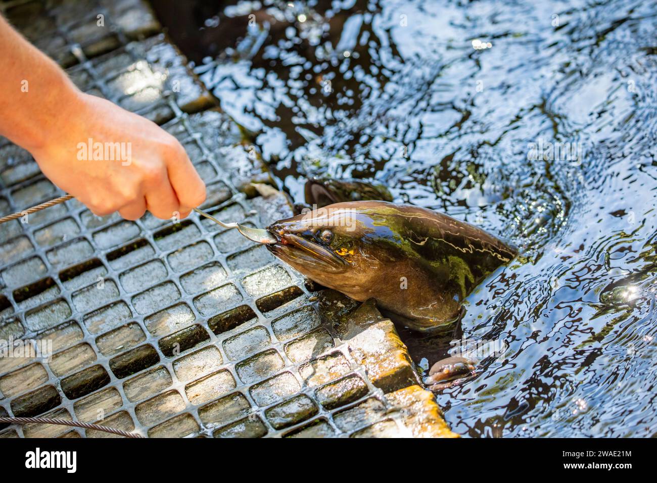 People is feeding New Zealand longfin eel (Anguilla dieffenbachii), a ...
