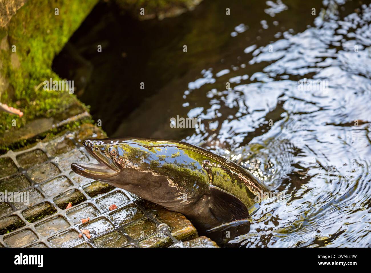People is feeding New Zealand longfin eel (Anguilla dieffenbachii), a ...