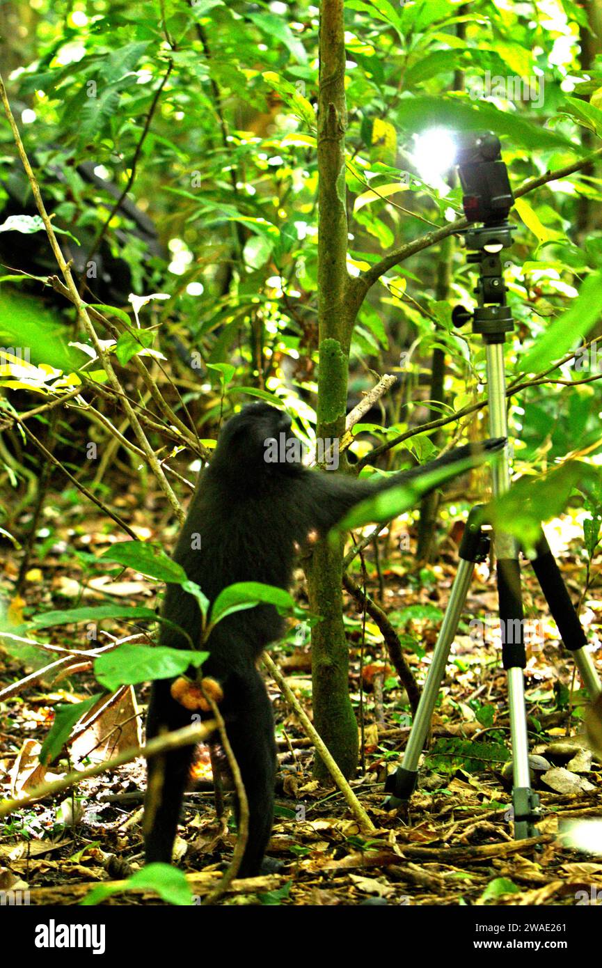 Primate conservation approach hi-res stock photography and images - Alamy