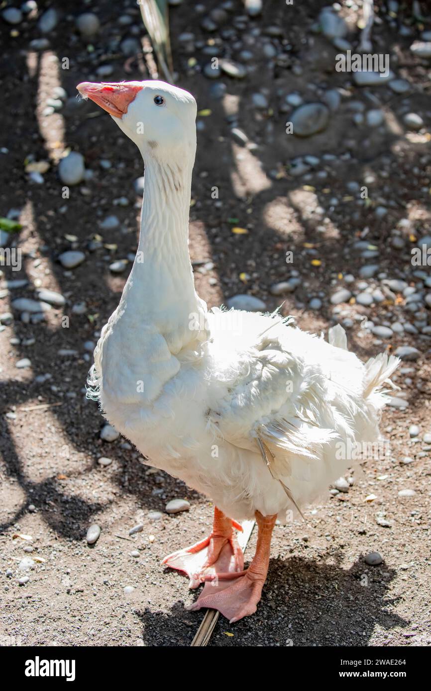 The Sebastopol is a breed of domestic goose, descended from the ...