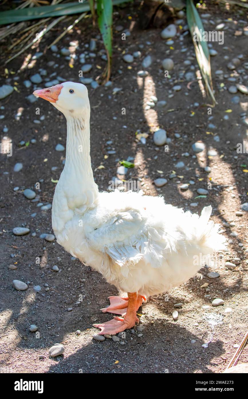Curly feathers hi-res stock photography and images - Alamy