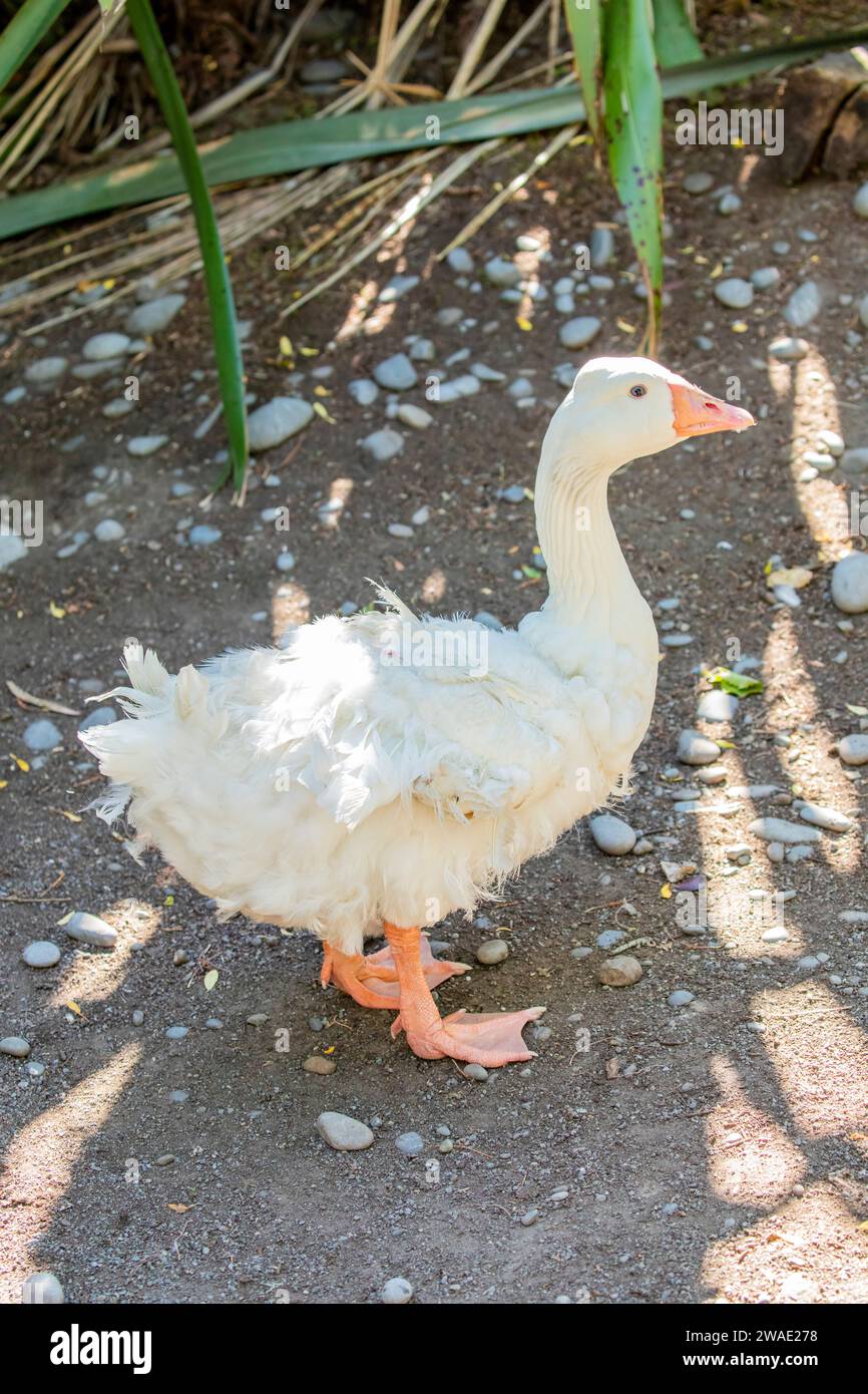 Animal farm greylag goose species hi-res stock photography and images ...