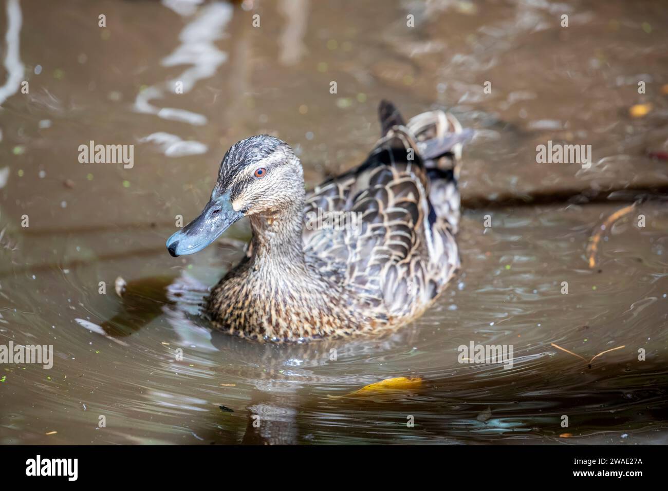 The female mallard (Anas platyrhynchos) is a dabbling duck that breeds ...