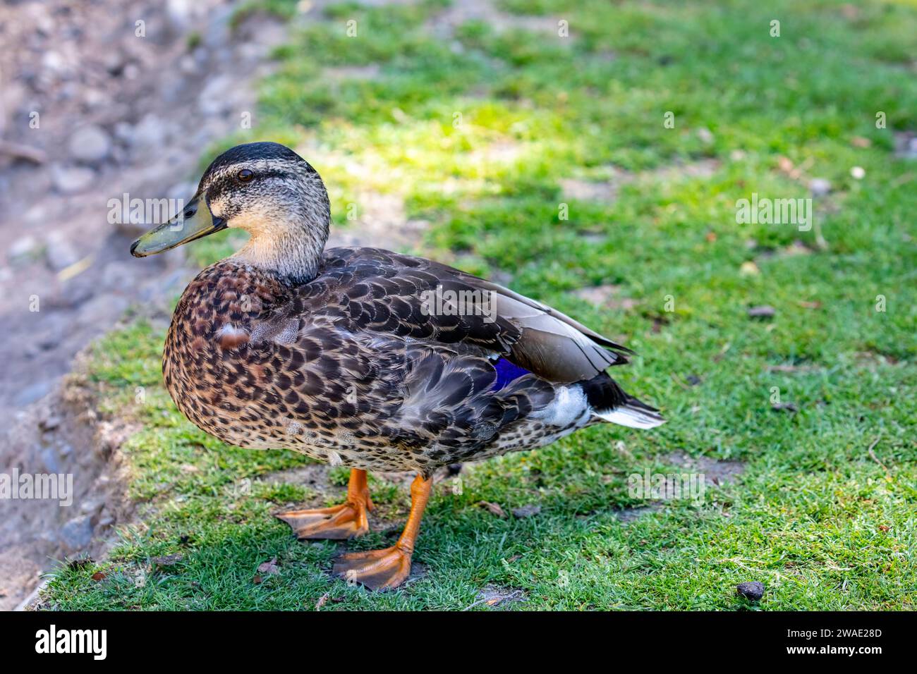 The Pacific black duck (Anas superciliosa) is a dabbling duck found in ...