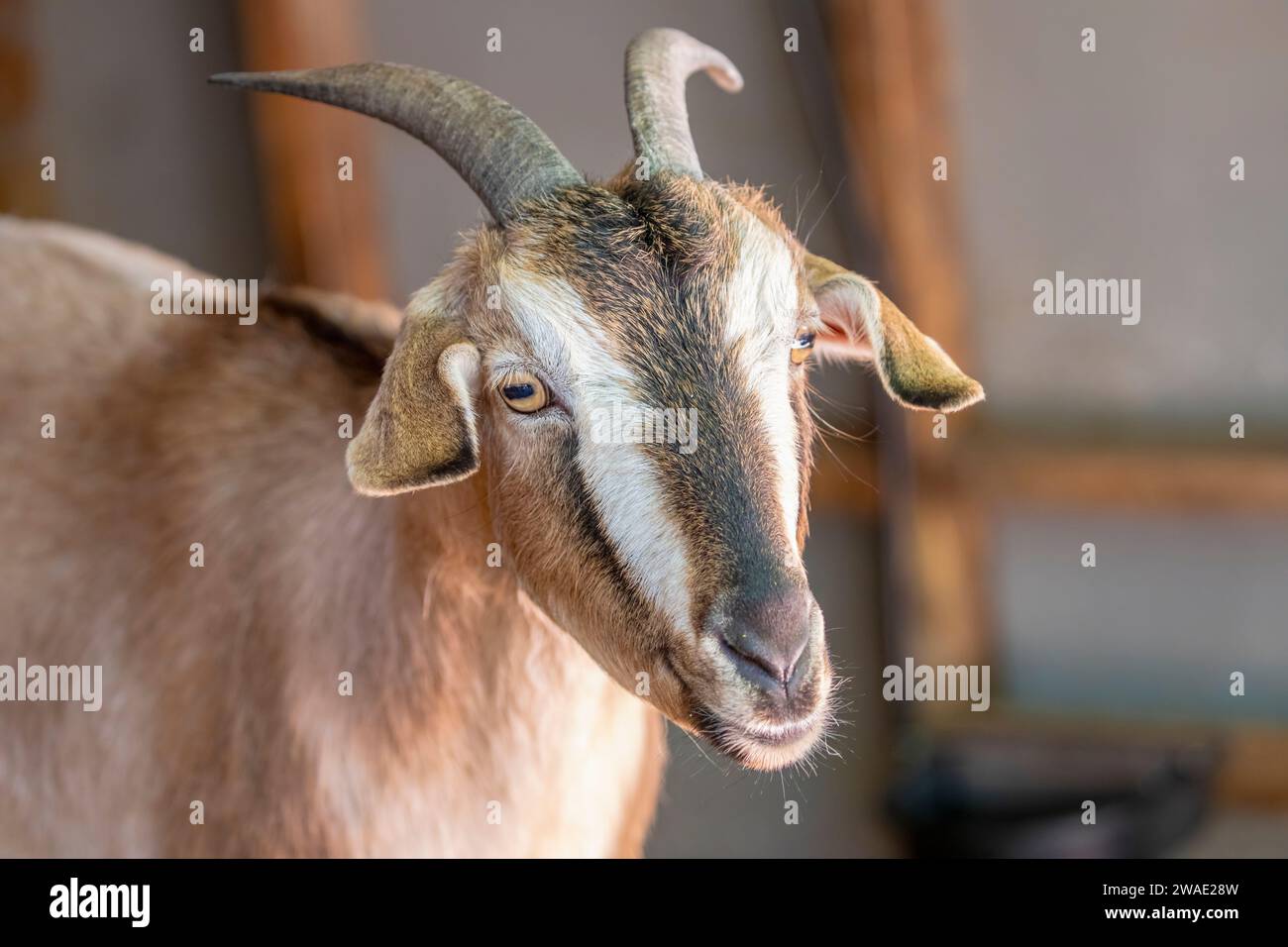 One of the rarest goat breeds in the world, the New Zealand Arapawa ...