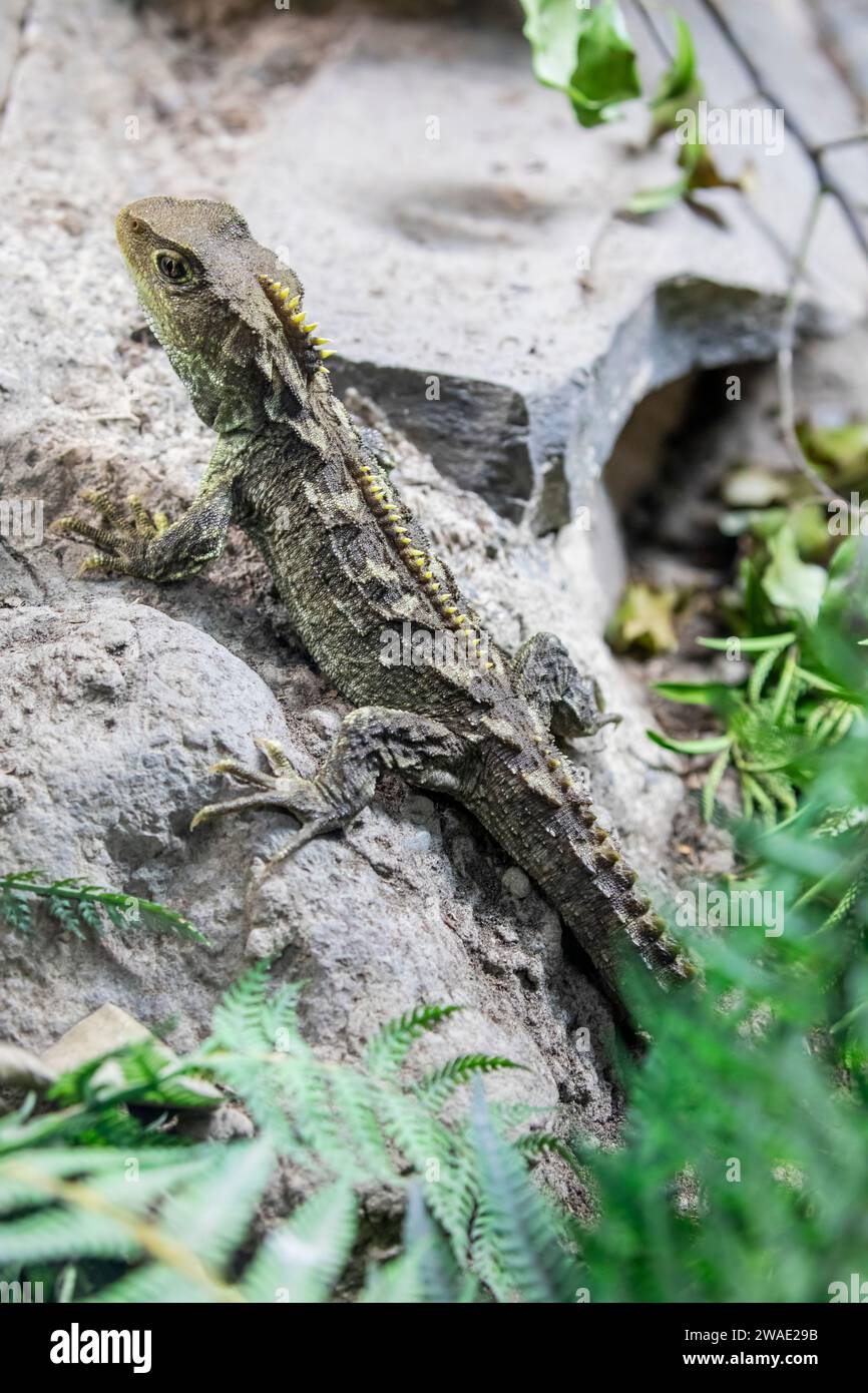 Dinosaur lineage hi-res stock photography and images - Alamy