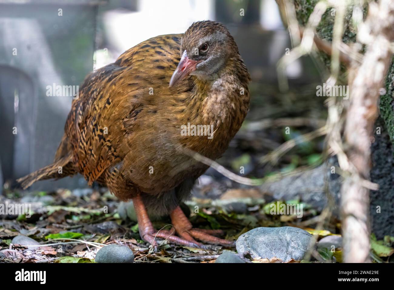 The weka (Gallirallus australis) is a flightless bird species of the ...