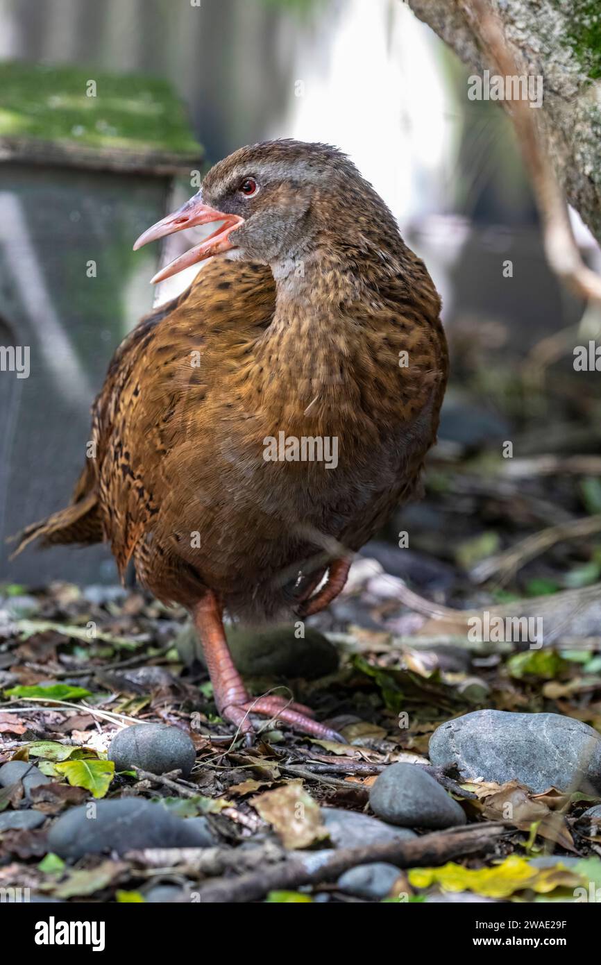 The weka (Gallirallus australis) is a flightless bird species of the ...