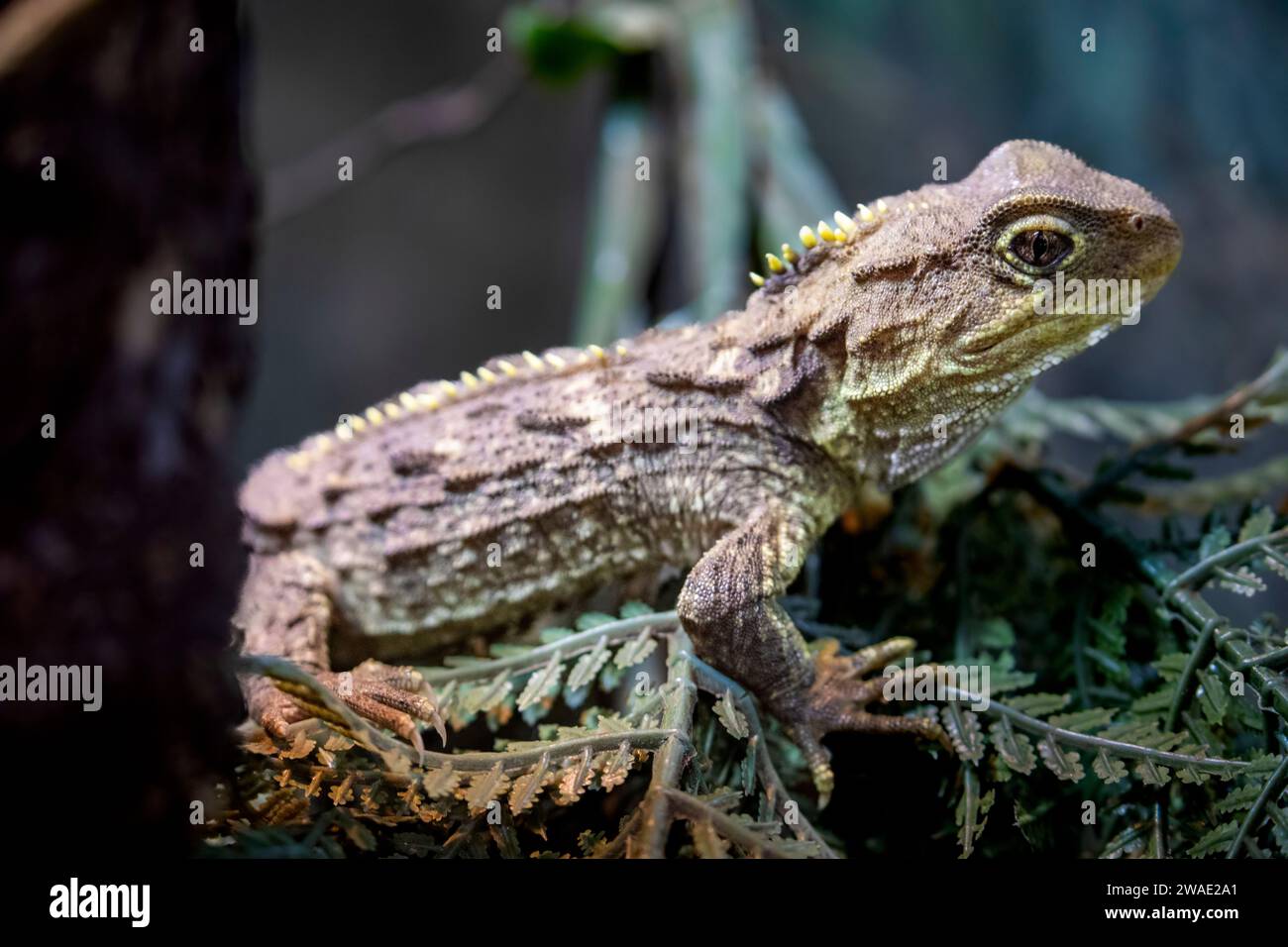 Dinosaur lineage hi-res stock photography and images - Alamy