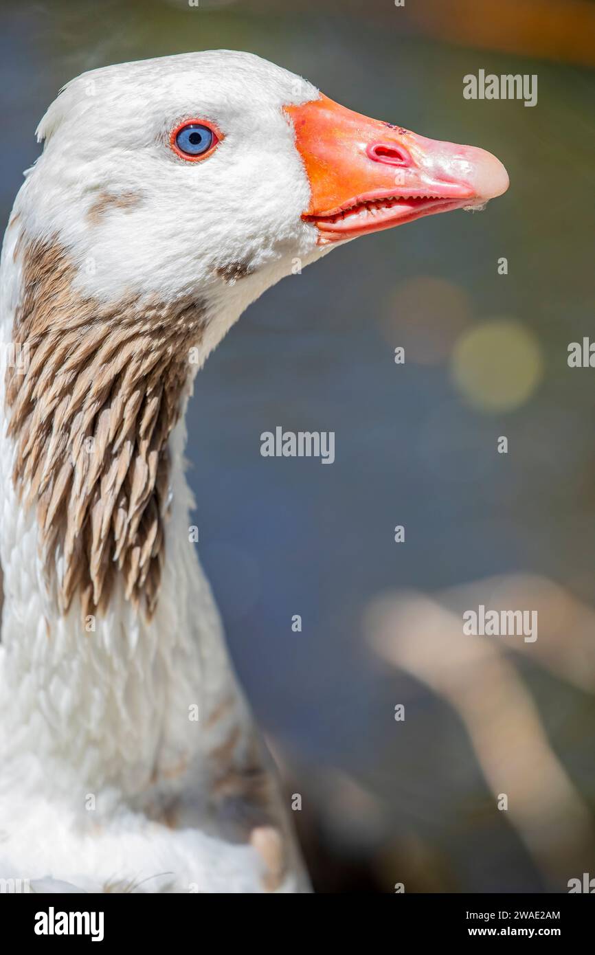 Curly feathers hi-res stock photography and images - Alamy
