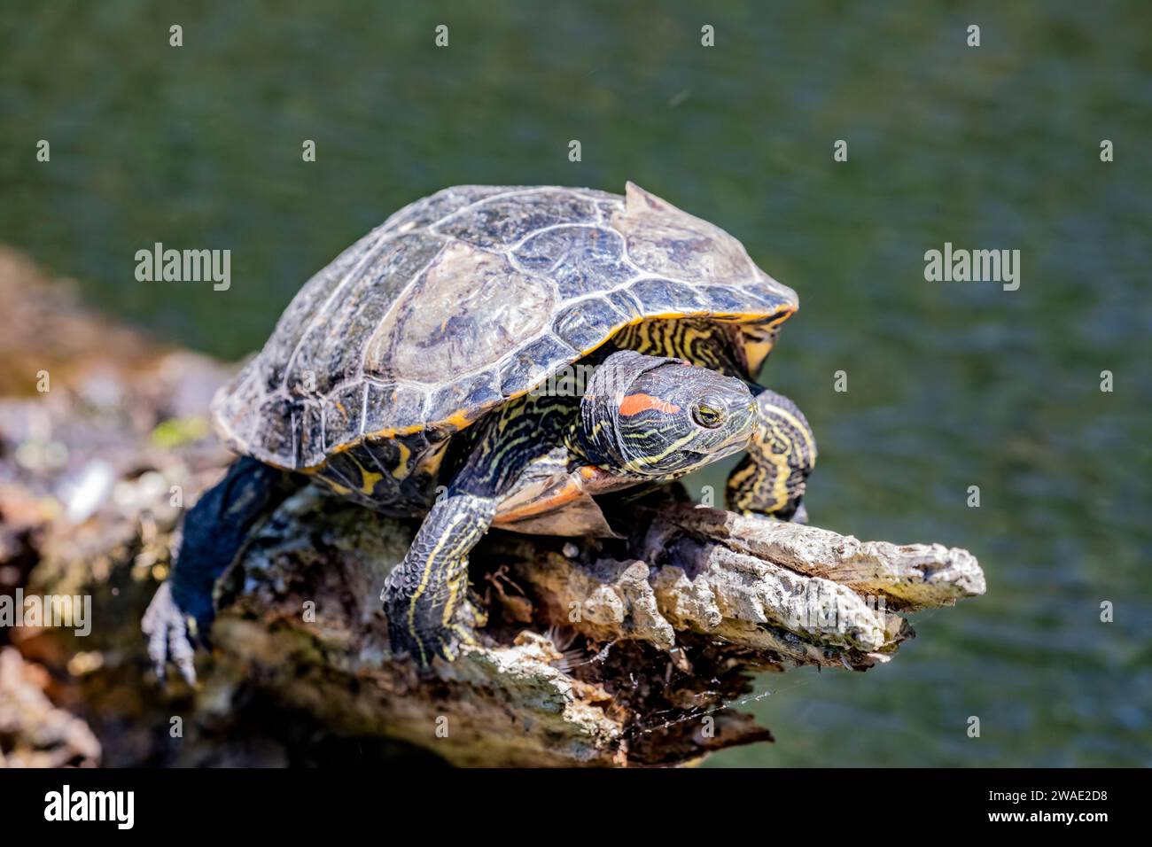 The red-eared slider (Trachemys scripta elegans) bask in the sun. It is ...
