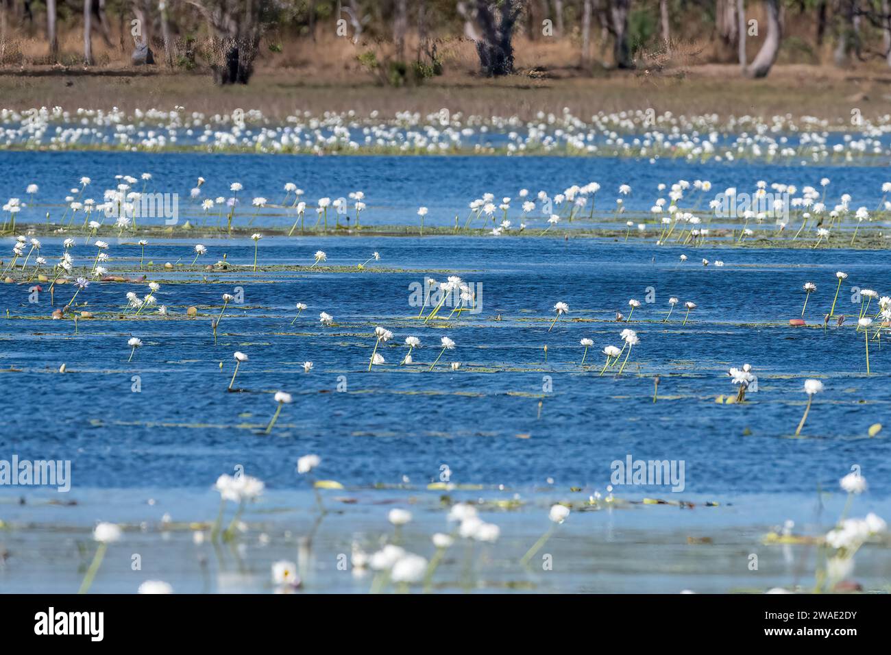 White water lilies on Leaning Tree Billabong, Marrakai, Northern ...