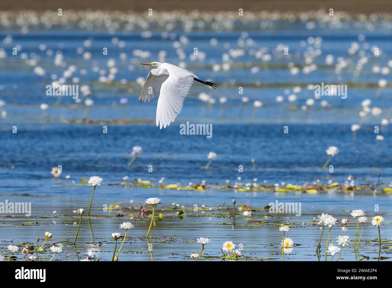Great Egret (Ardea alba) flying over wetlands, Leaning Tree Billabong ...