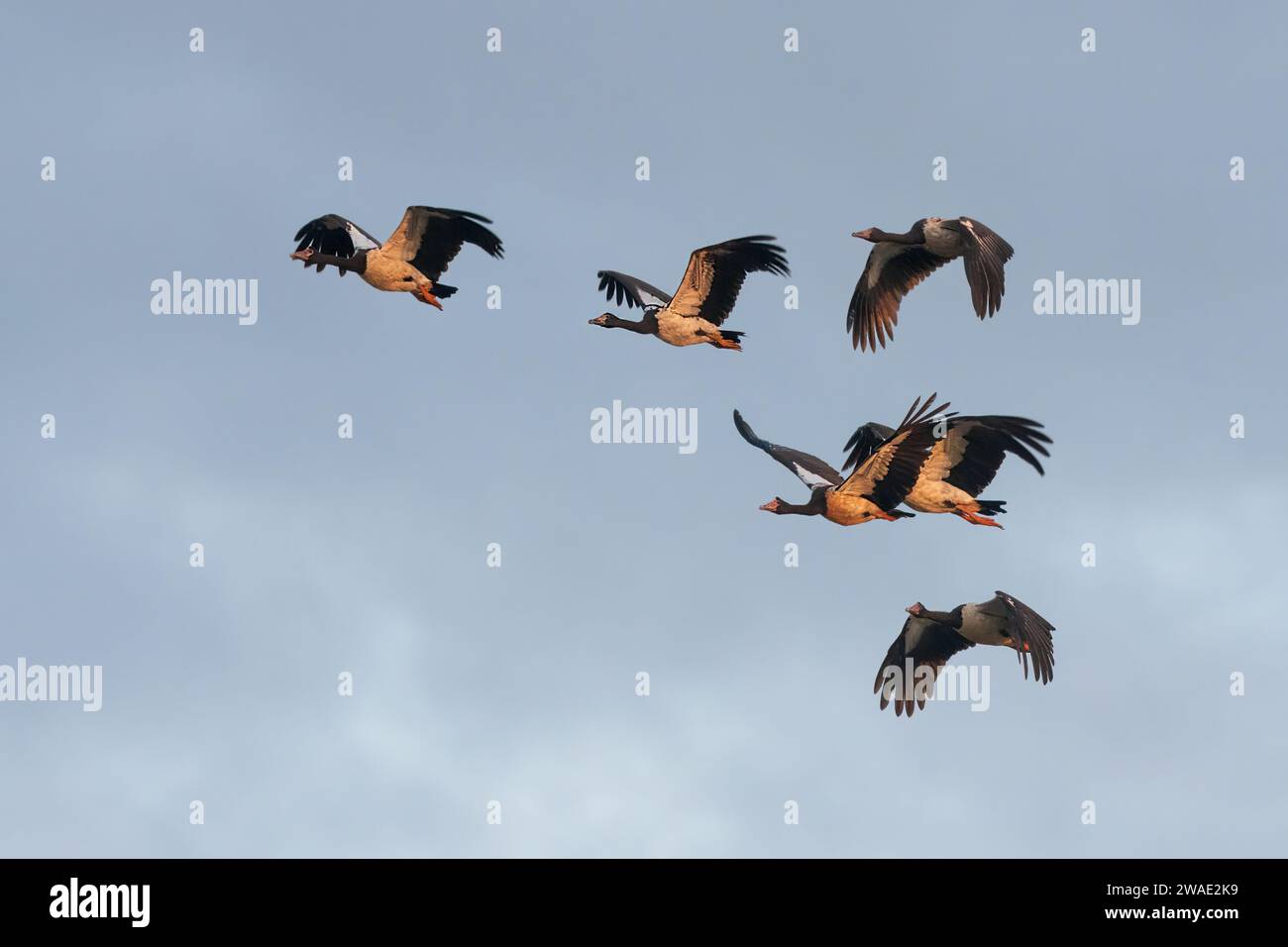 A flock of Magpie Geese (Anseranas semipalmata) in flight, Fogg Dam ...