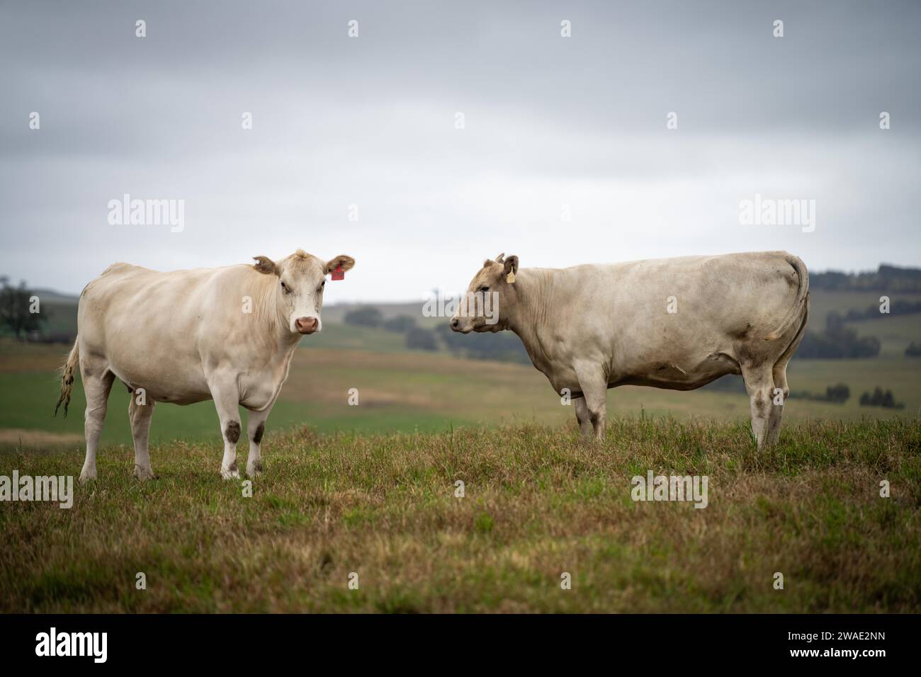 Cow face close up looking at camera. white murray grey cow in a field ...