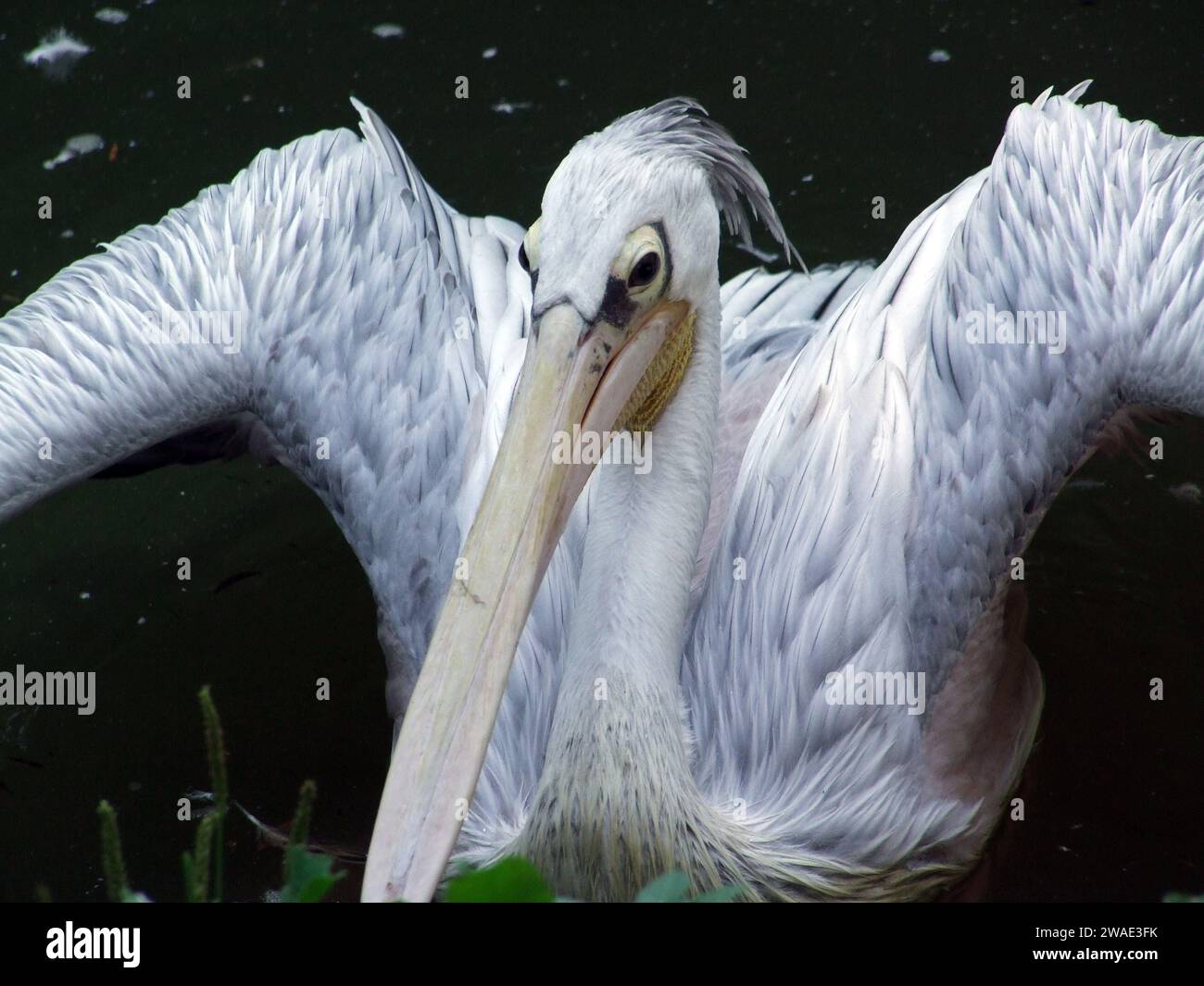 Avian zoology hi-res stock photography and images - Alamy
