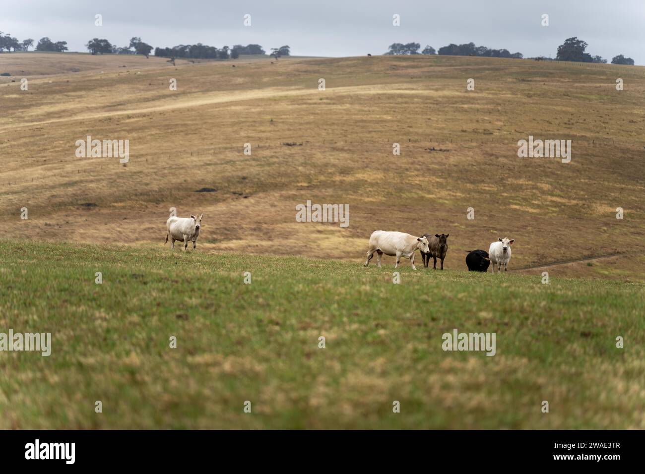 cows in field, grazing on grass and pasture in Australia, on a farming ...