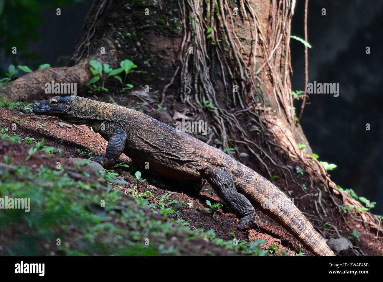 A Komodo Dragon in a forest crawling under a tree Stock Photo - Alamy