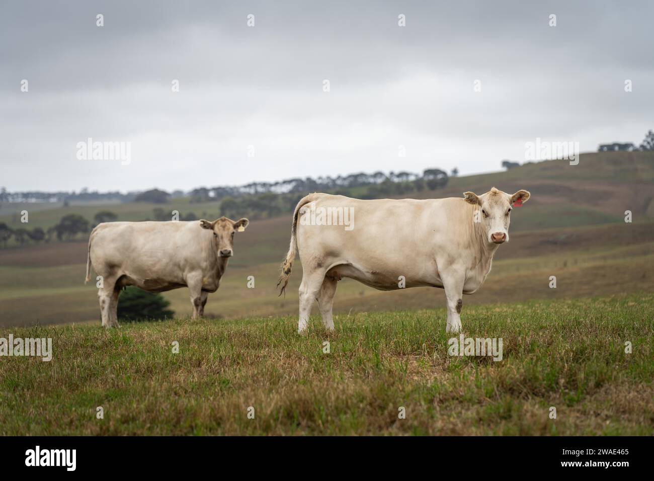 Cow face close up looking at camera. white murray grey cow in a field ...