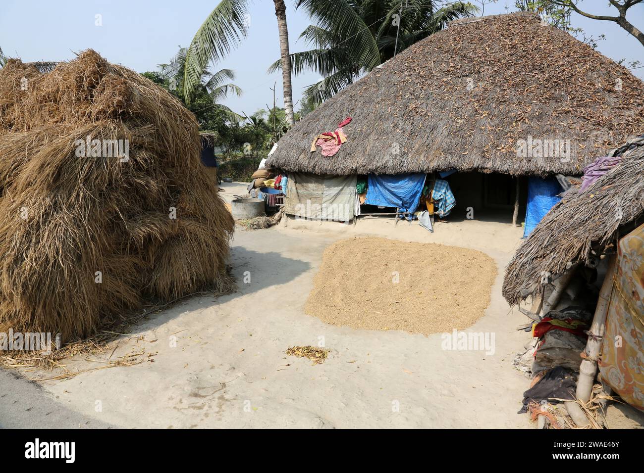 Drying of rice after harvest in Kumrokhali, West Bengal, India Stock ...