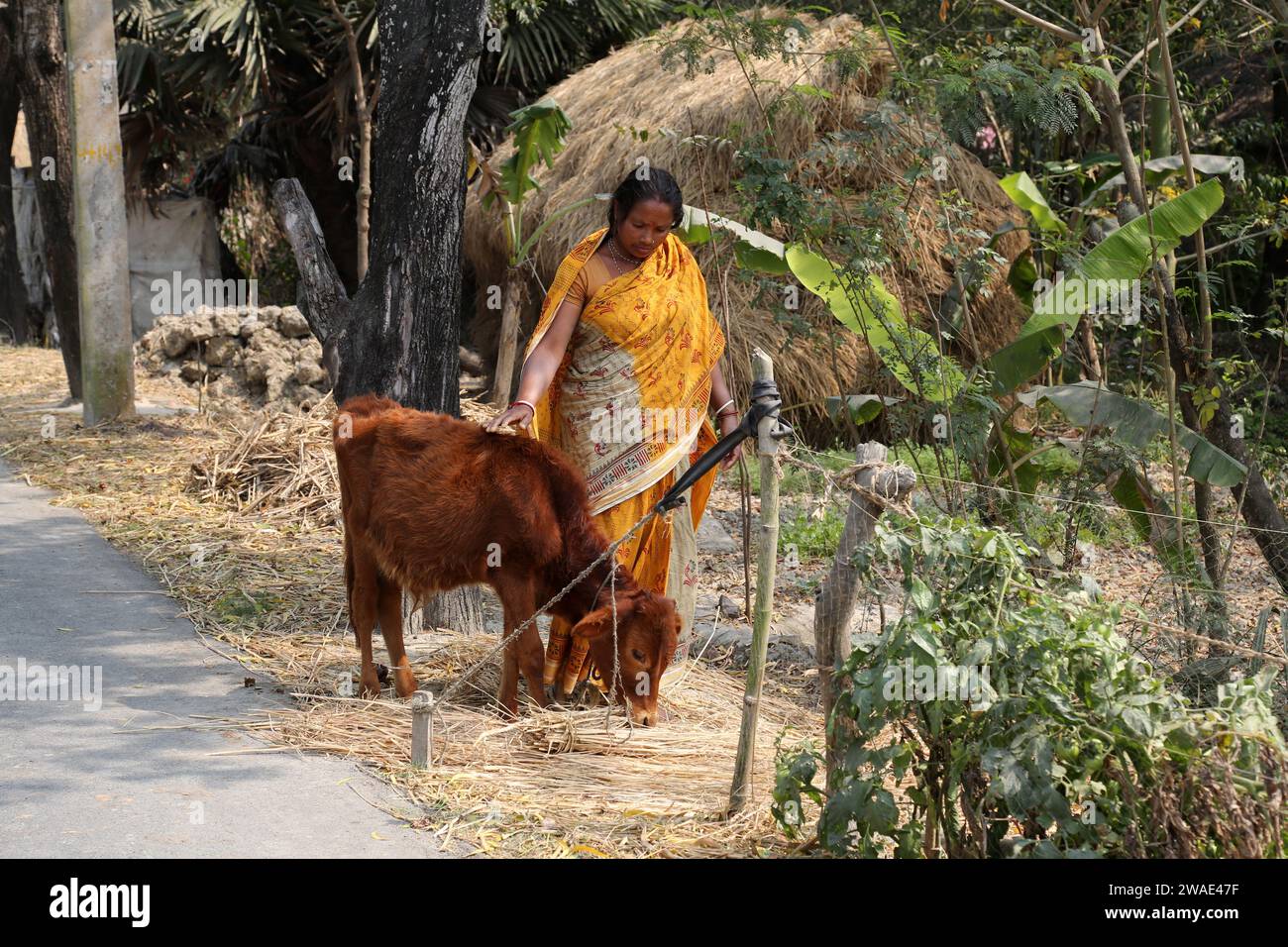 Tribal woman feeding her cattle at a rural Indian village in Kumrokhali ...
