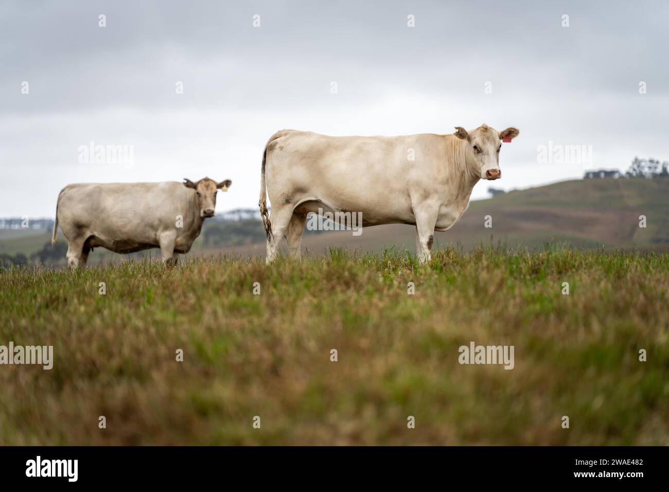 Cow face close up looking at camera. white murray grey cow in a field ...
