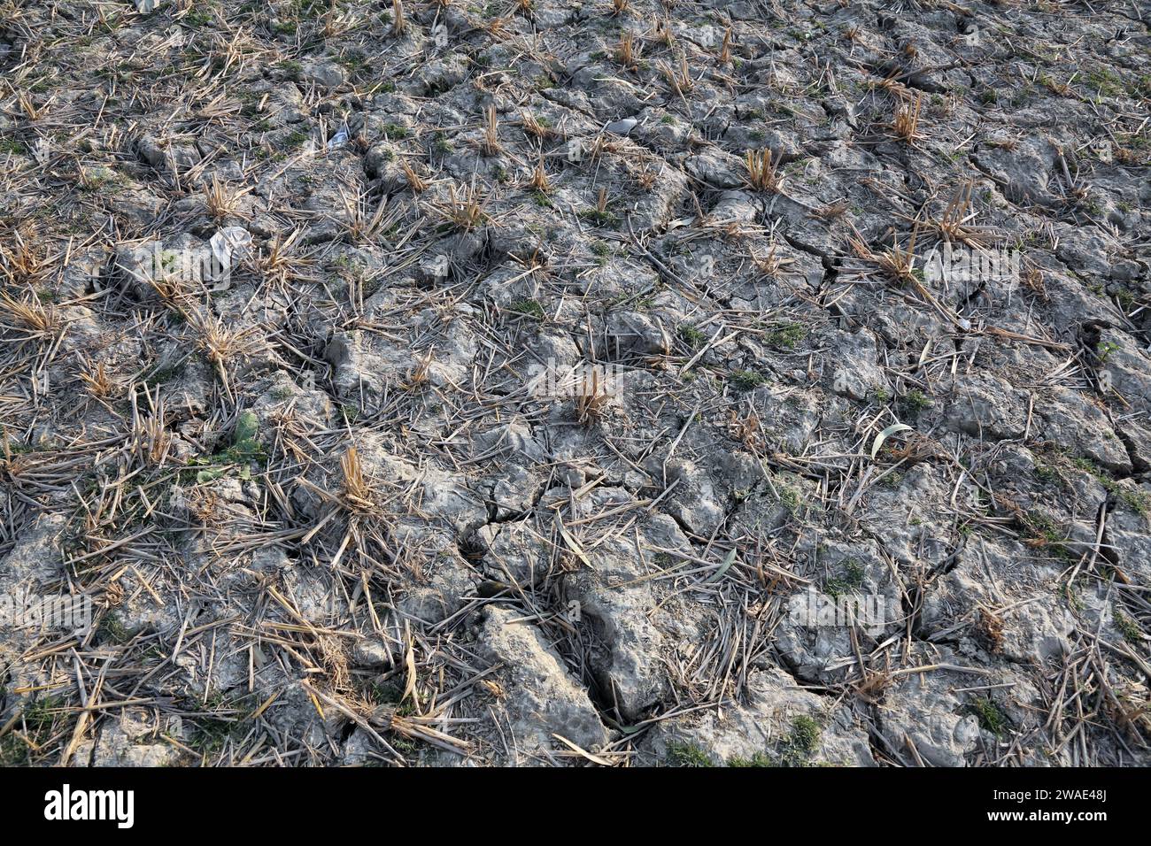 Dryed-out soil on a field in the rural surroundings, Kumrokhali, West ...