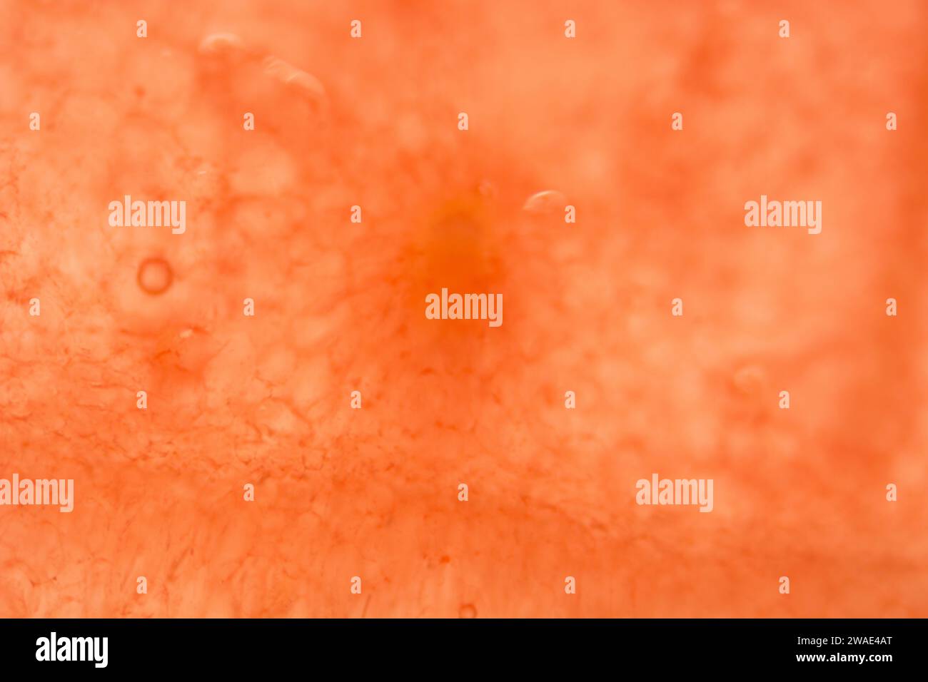 Microscopic closeup detail organic structure hi-res stock photography ...