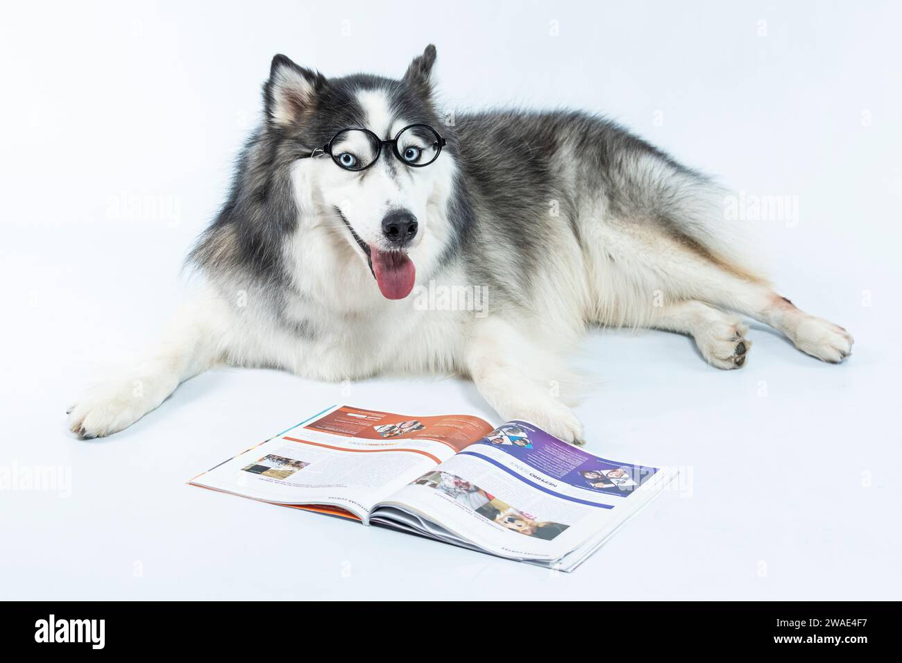 A closeup of a cute Siberian Husky with glasses laying on a white ...