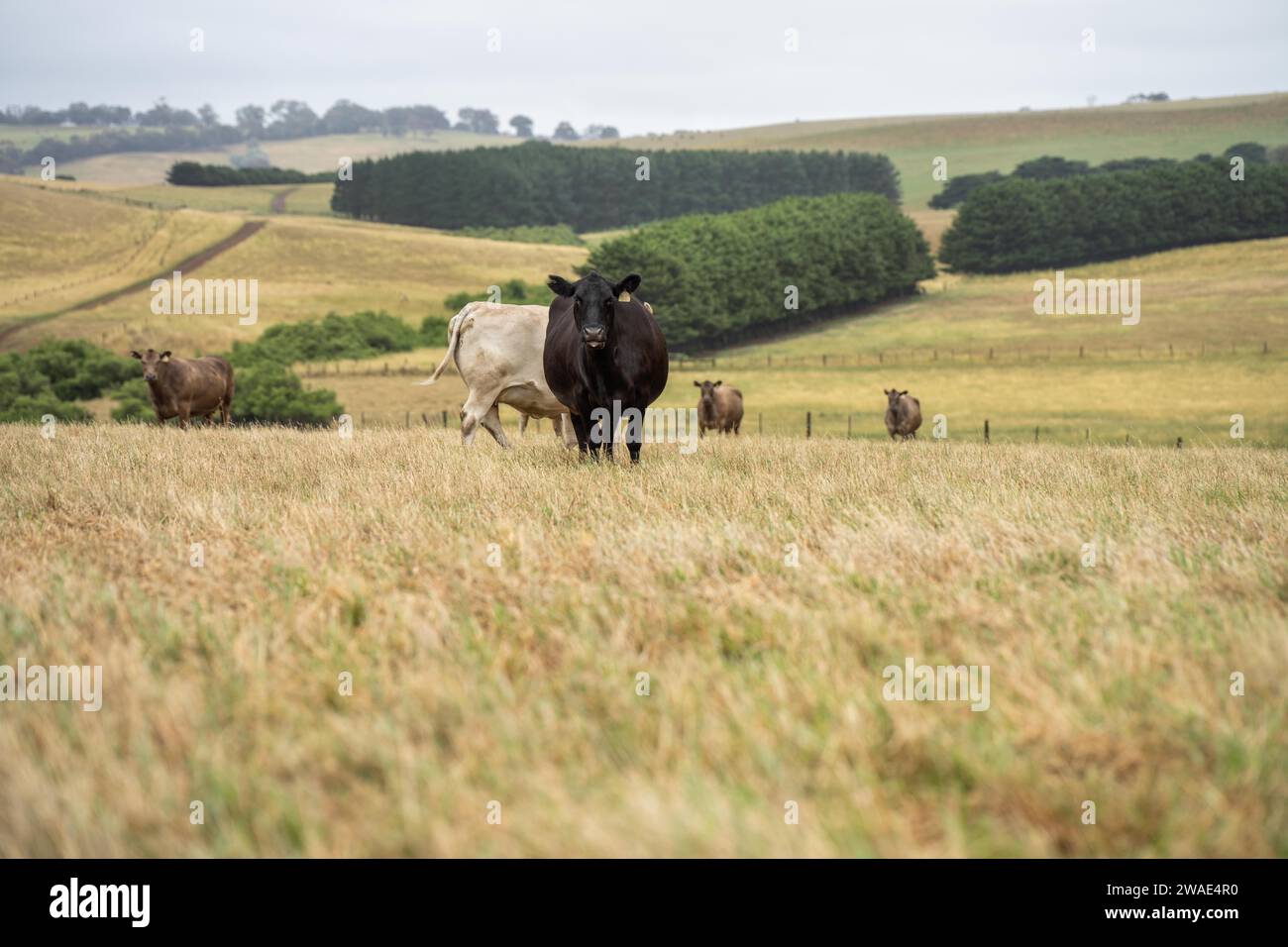 Portrait of Cows in a field grazing. Regenerative agriculture farm ...
