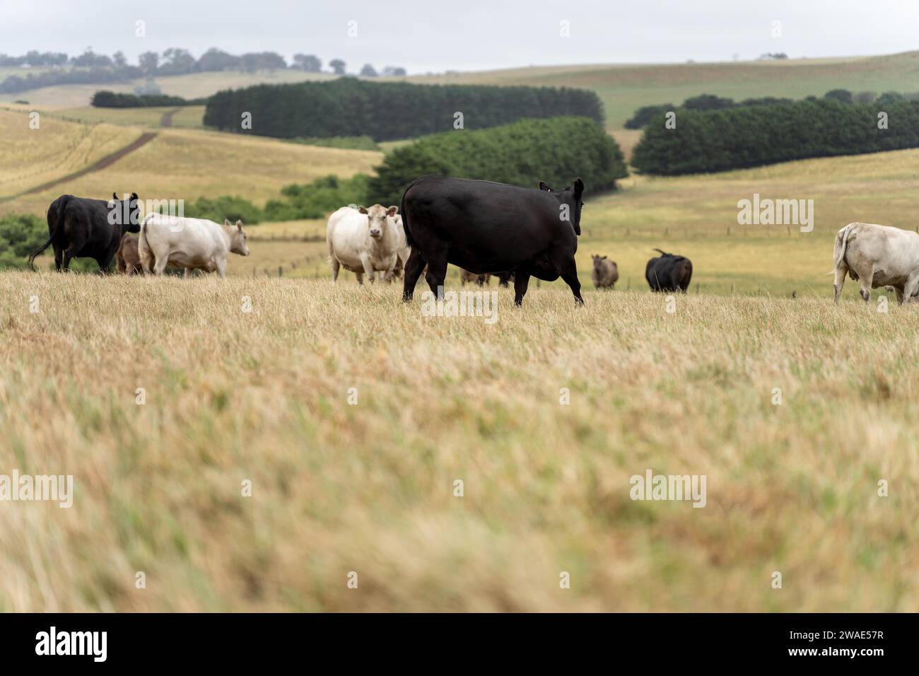 Wagyu beef heifer eating hi-res stock photography and images - Alamy