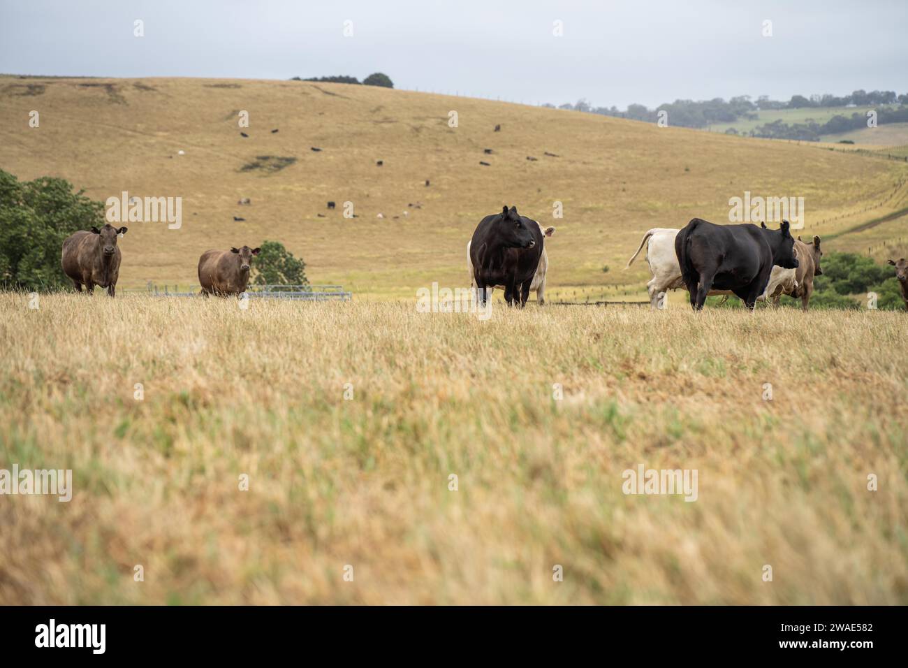 Portrait of Cows in a field grazing. Regenerative agriculture farm ...