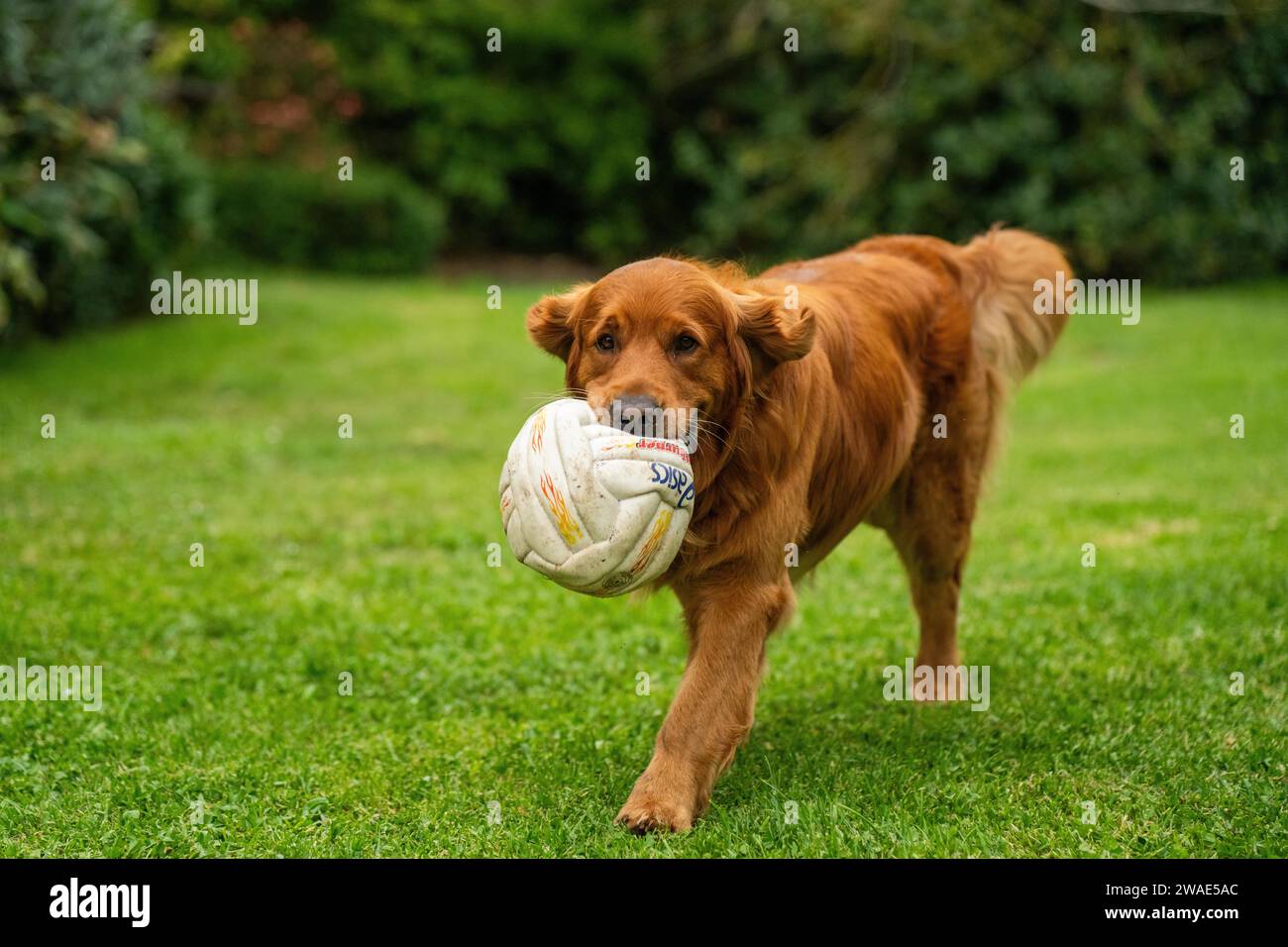 Golden retriever with a ball in a garden in australia Stock Photo - Alamy