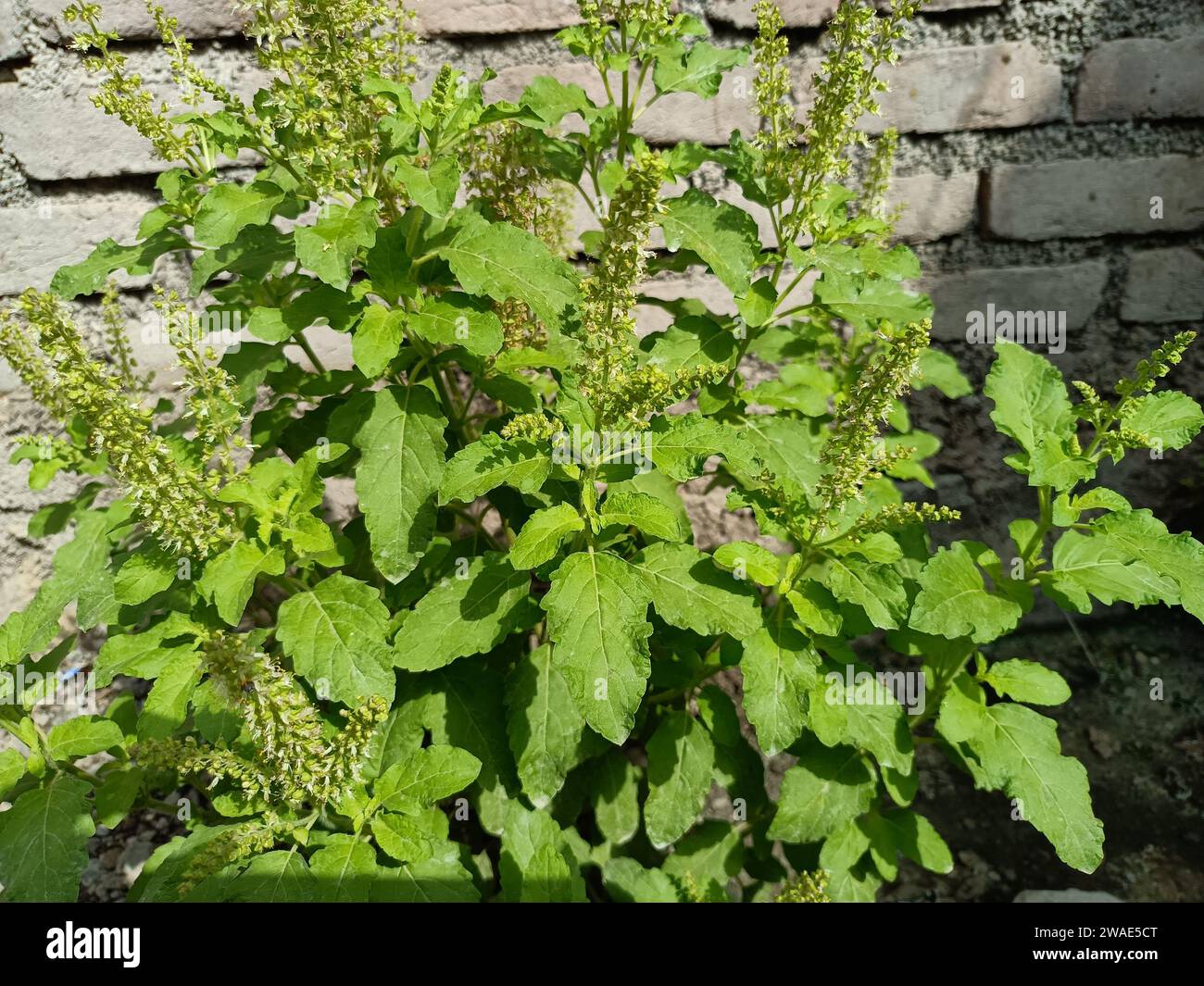 Tulsi basil tea hi-res stock photography and images - Alamy