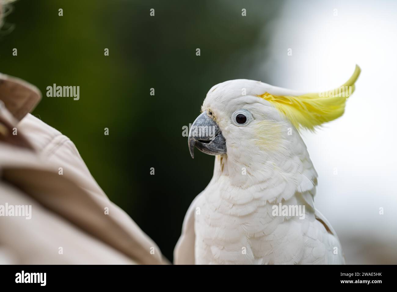White cockatoo and corella perched in a gum tree in outback Australia ...