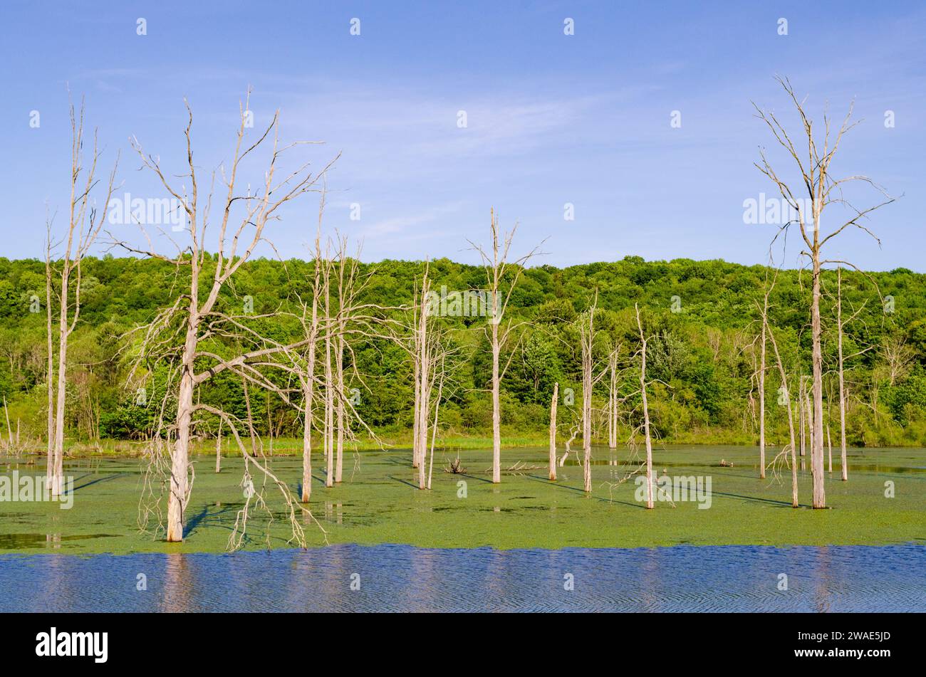 Pennsylvania wetland conservation hi-res stock photography and images ...
