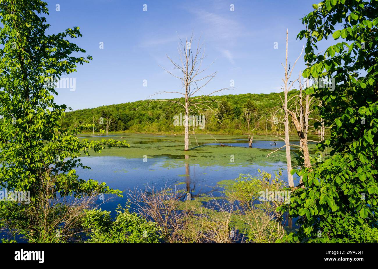 The Little Brokenstraw Creek Wetlands in Warren County, Pennsylvania ...