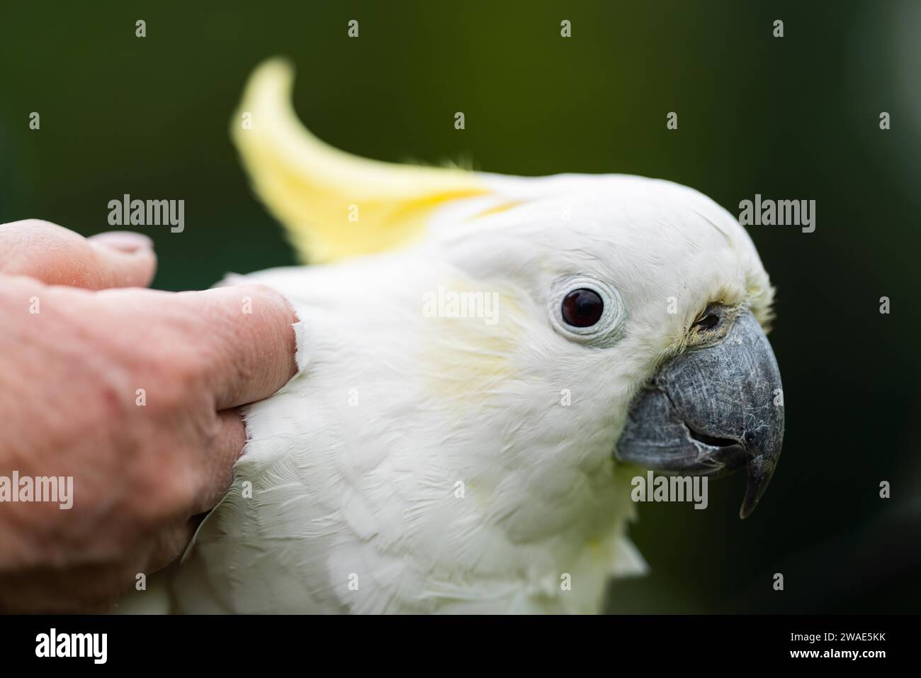 White cockatoo and corella perched in a gum tree in outback Australia ...