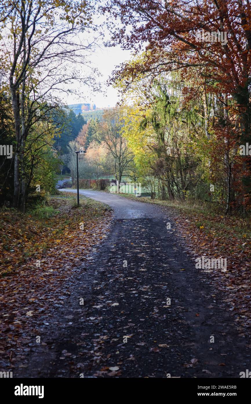 A path in the forest during autumn in Landal Wirfttal, Germany Stock ...