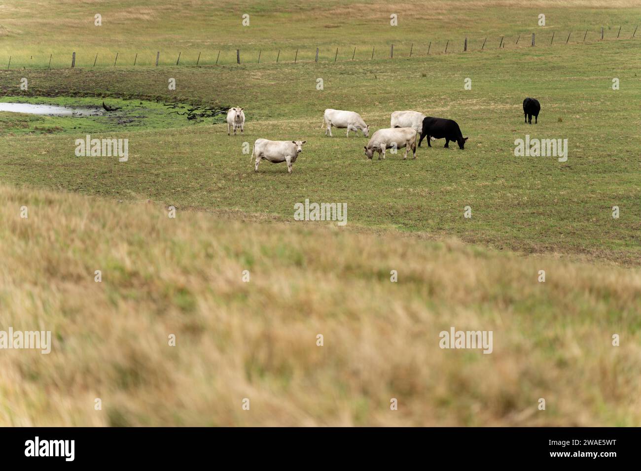 Beef cows and calfs grazing on grass in south west victoria, Australia ...