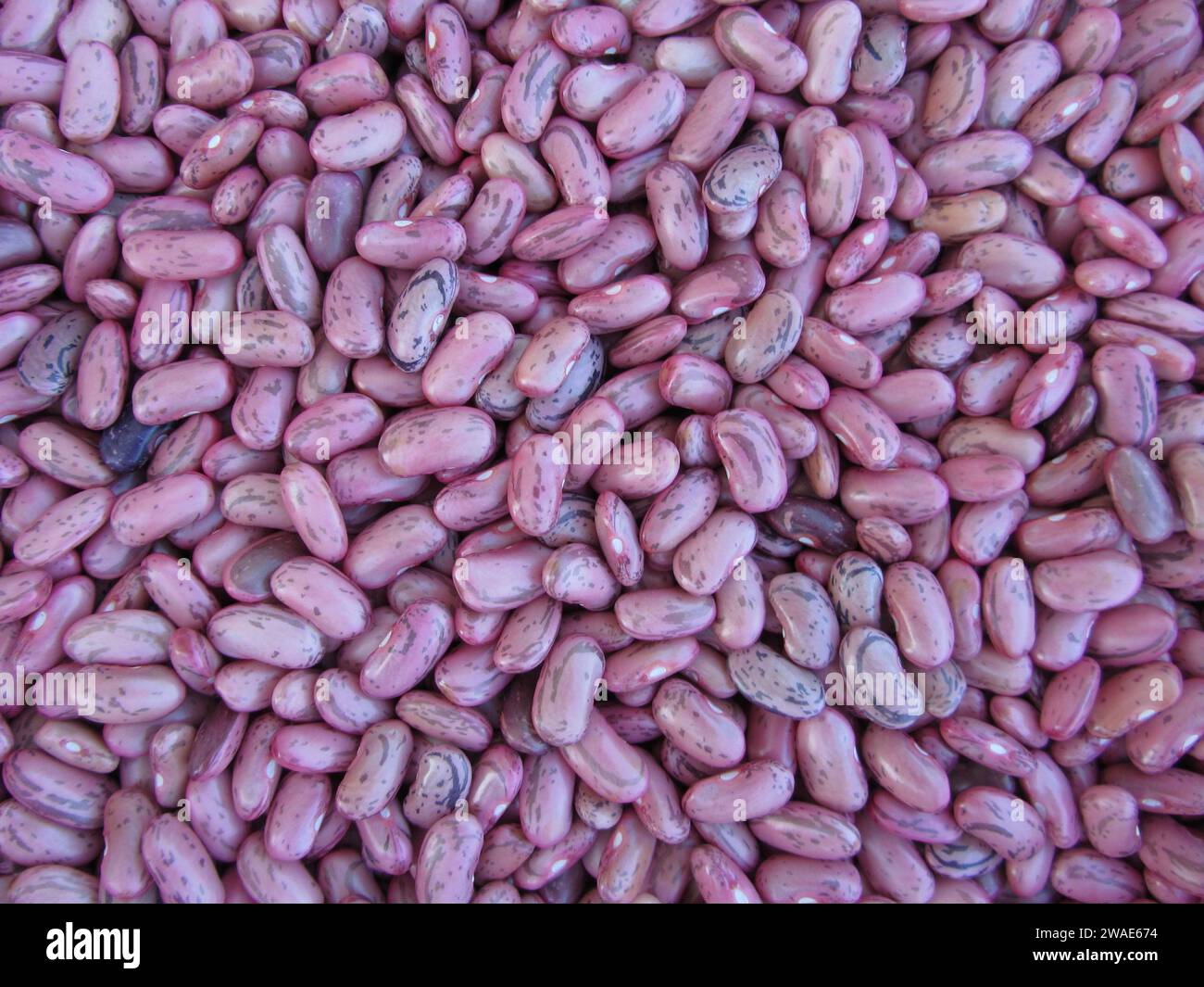 Red bean texture background. The beans are cultivated with biological ...