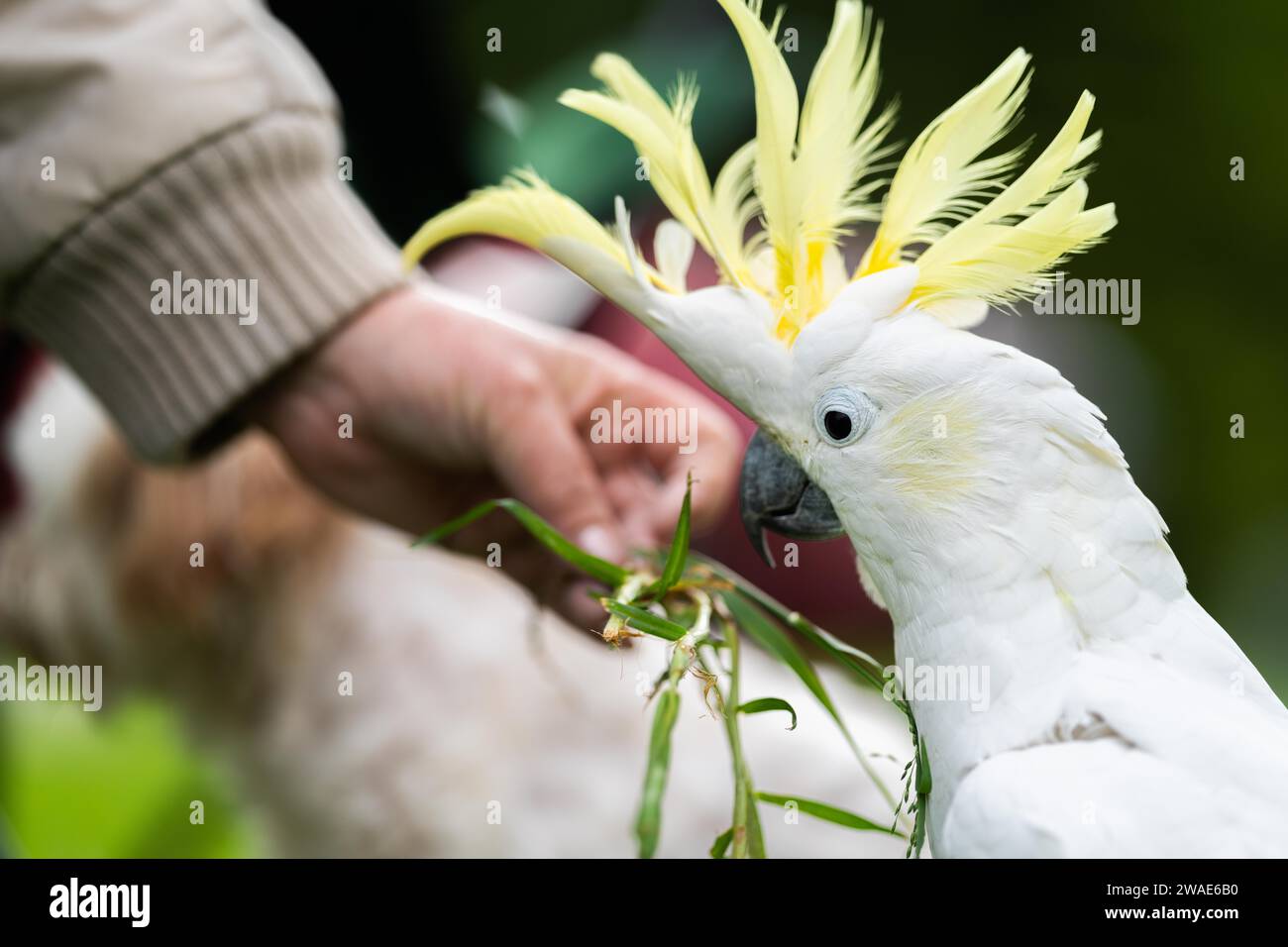 White cockatoo and corella perched in a gum tree in outback Australia ...