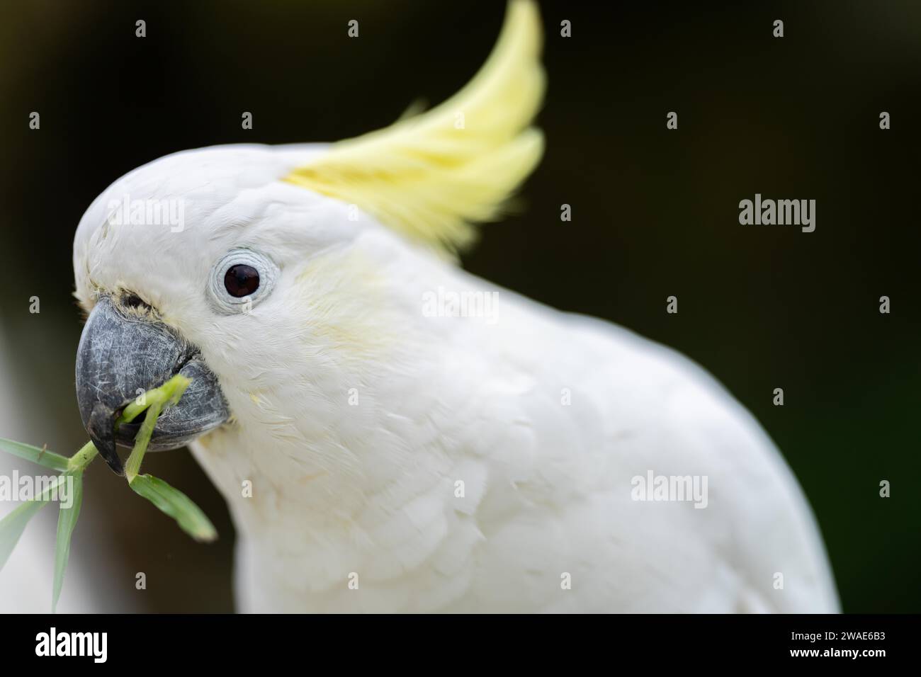 White cockatoo and corella perched in a gum tree in outback Australia ...