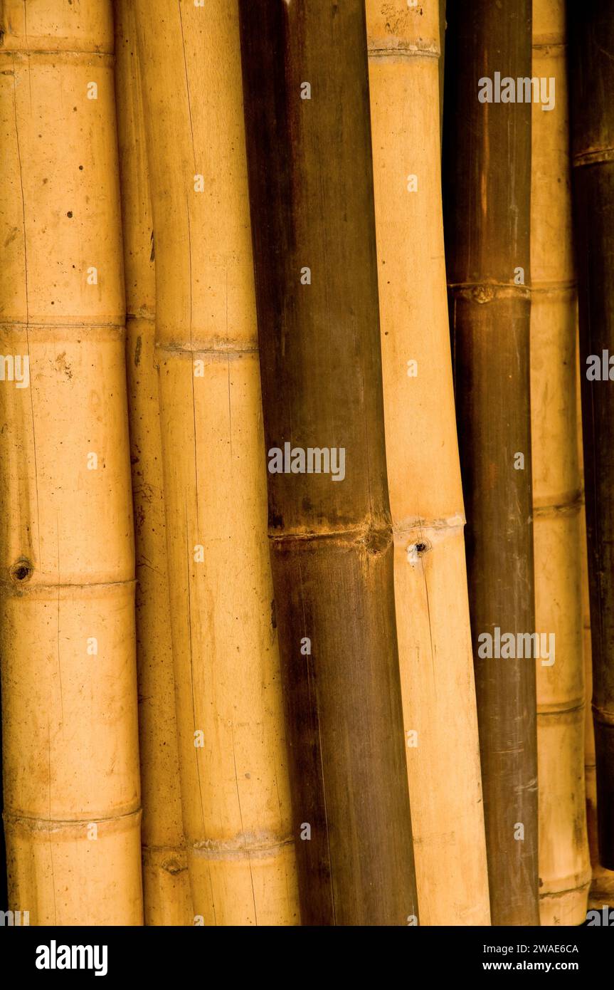 Thick bamboo trunks hi-res stock photography and images - Alamy