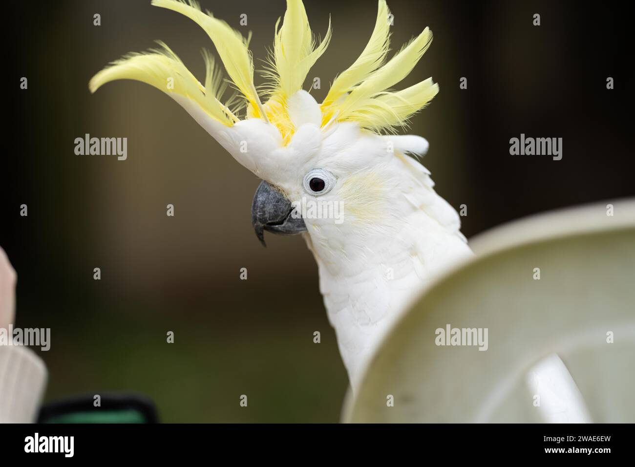 White cockatoo and corella perched in a gum tree in outback Australia ...