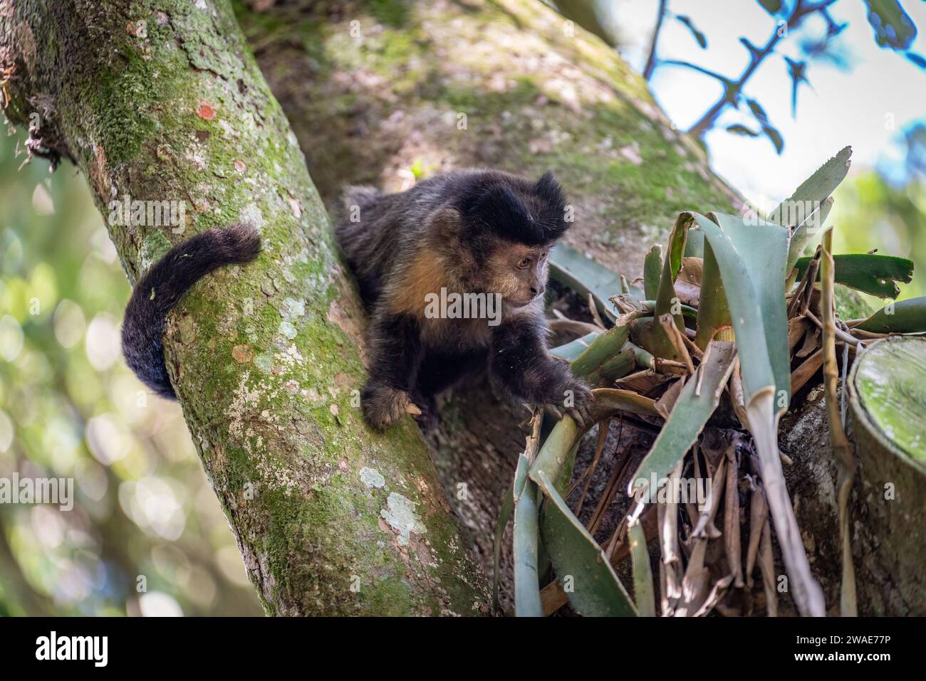 Capuchin Monkey in Natural Habitat Exploring a Tree Stock Photo - Alamy