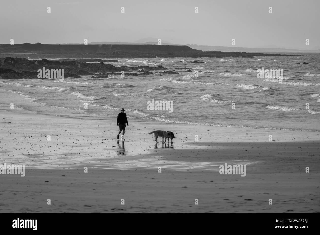 An aerial view of male with dog standing on beach Stock Photo - Alamy