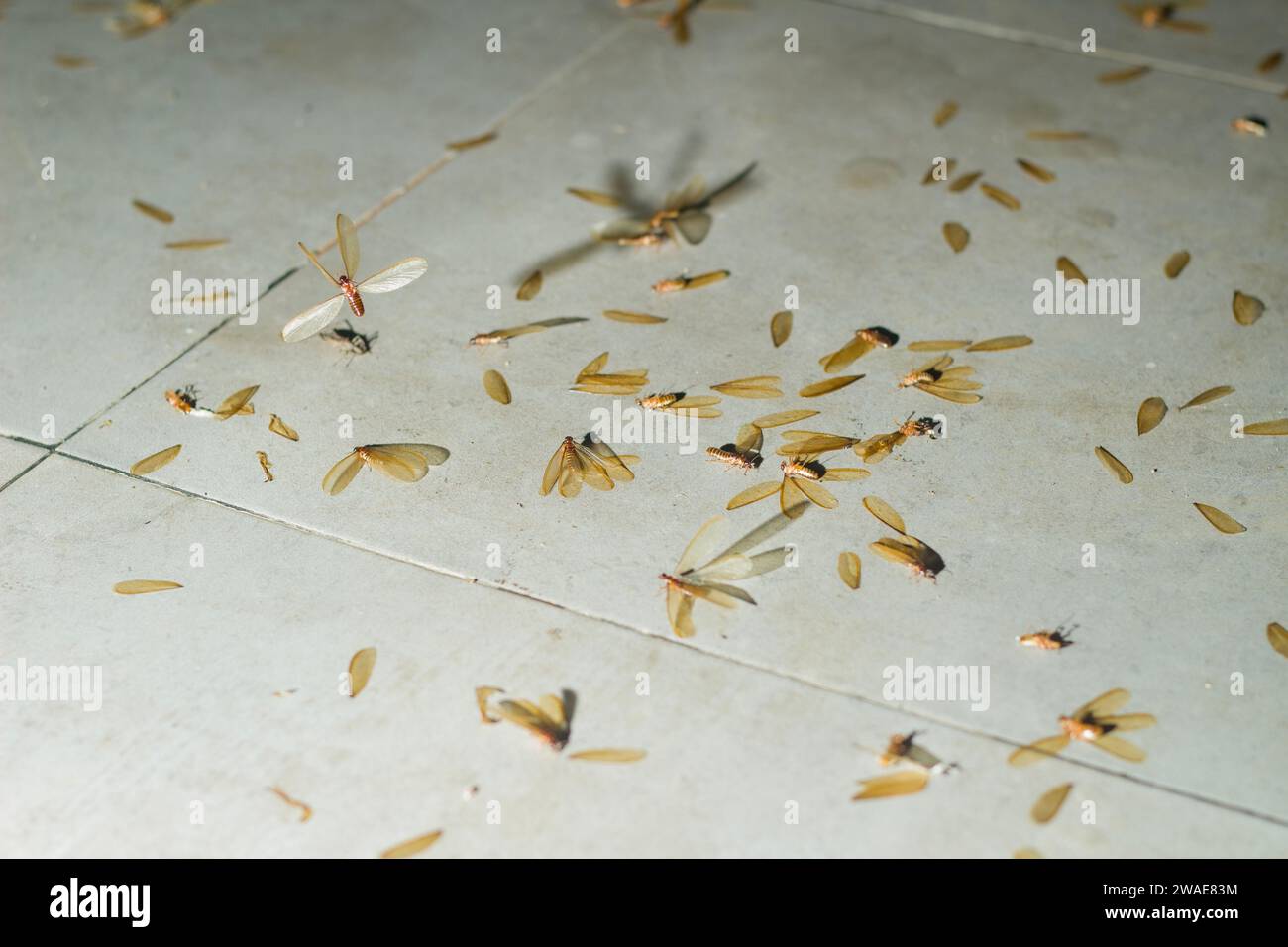 selective focus of dead termites or moths on the floor appearing when ...