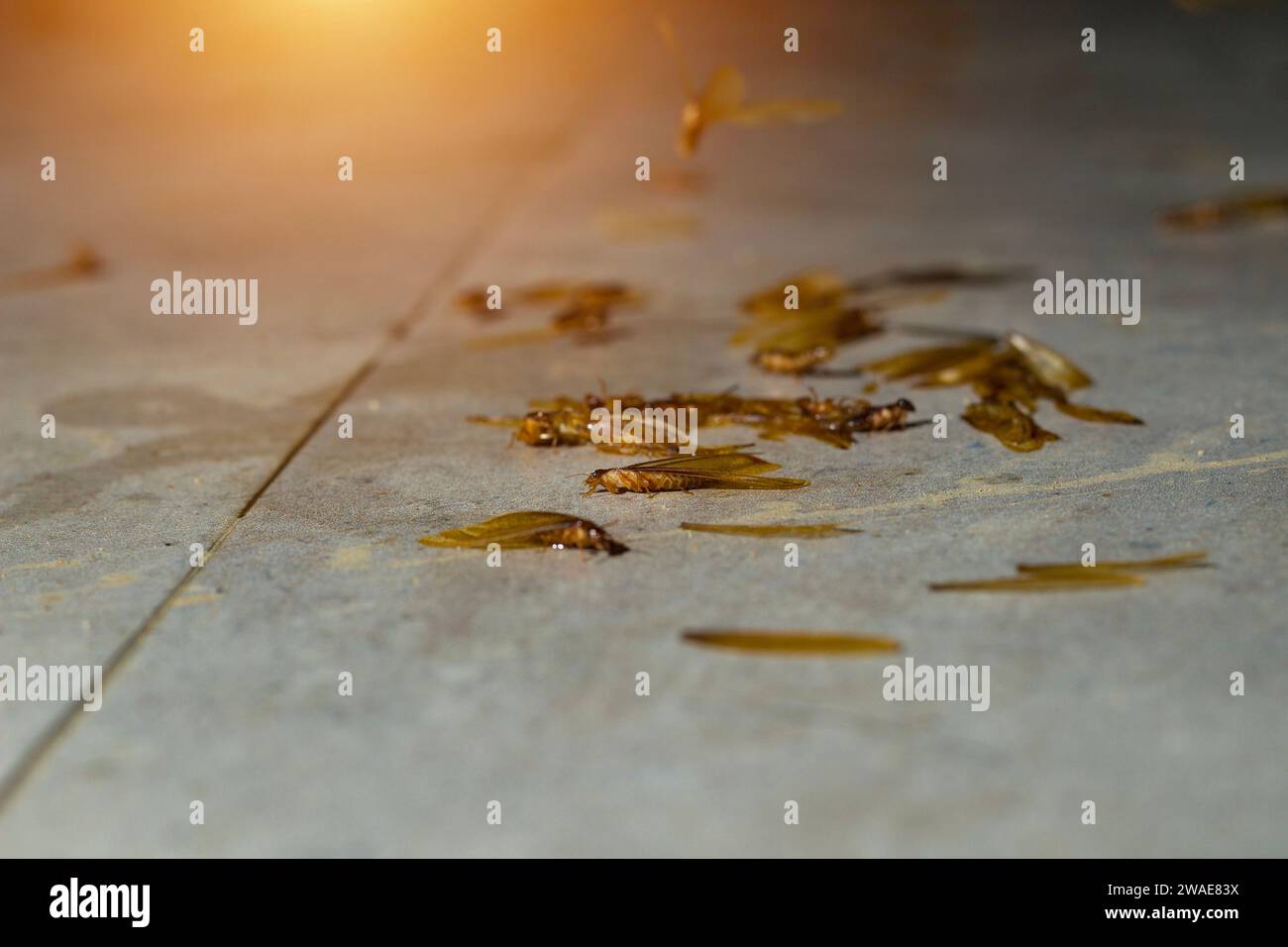 selective focus termites or moths on the floor appear when there is ...
